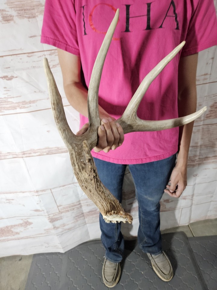 Wild Whitetail Deer Antler Shed Horn Rack Decor 5 Point Man Cave Decor ...