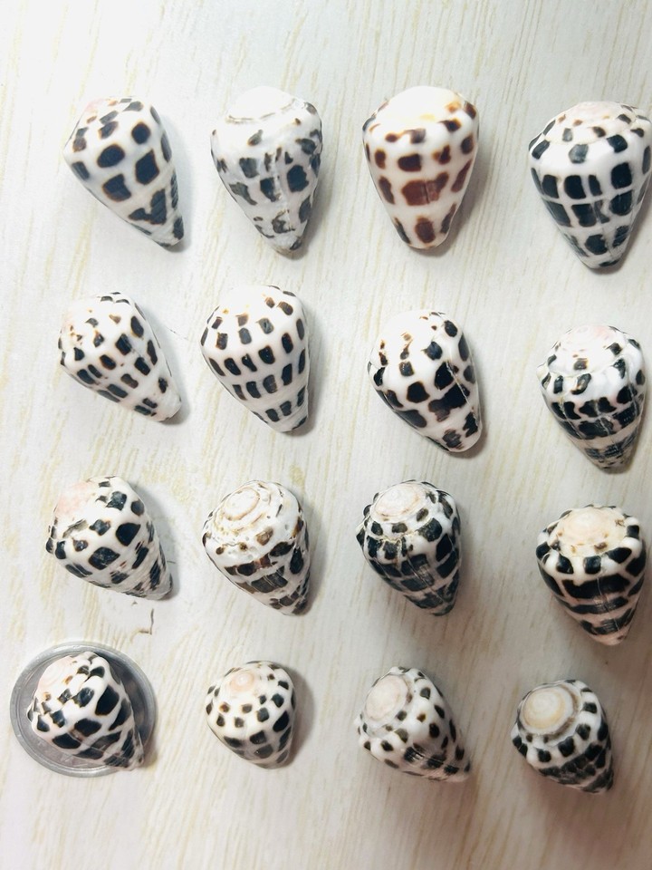 Hebrew cone shell from japan Shells of Okinawa 15mm to 20mm | eBay