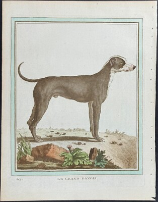 Buffon - Dog. 119 - 1750 Histoire naturelle Engraving | eBay
