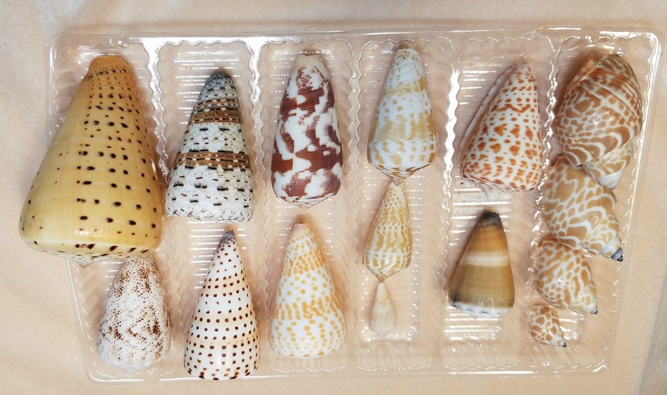 Colorful Collection of Cone & Bonnet Shells, most from Fiji. Lot N. 287 ...