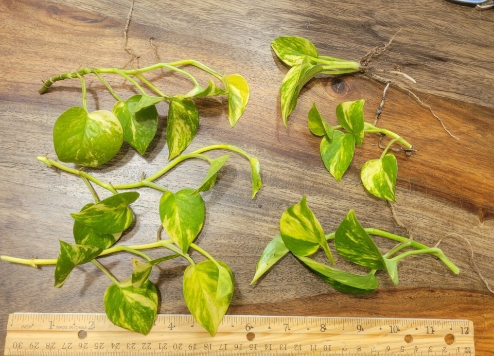 GOLDEN PATHOS INDOOR/OUTDOOR LIVE PLANT 6 rooted cuttings 3"-6" long🌿 ...