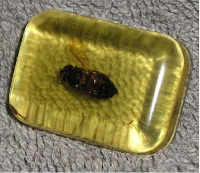 Bug In Ice Cube - Jokes, Gags, Pranks - 3 Bug In Ice Cubes For One Low ...