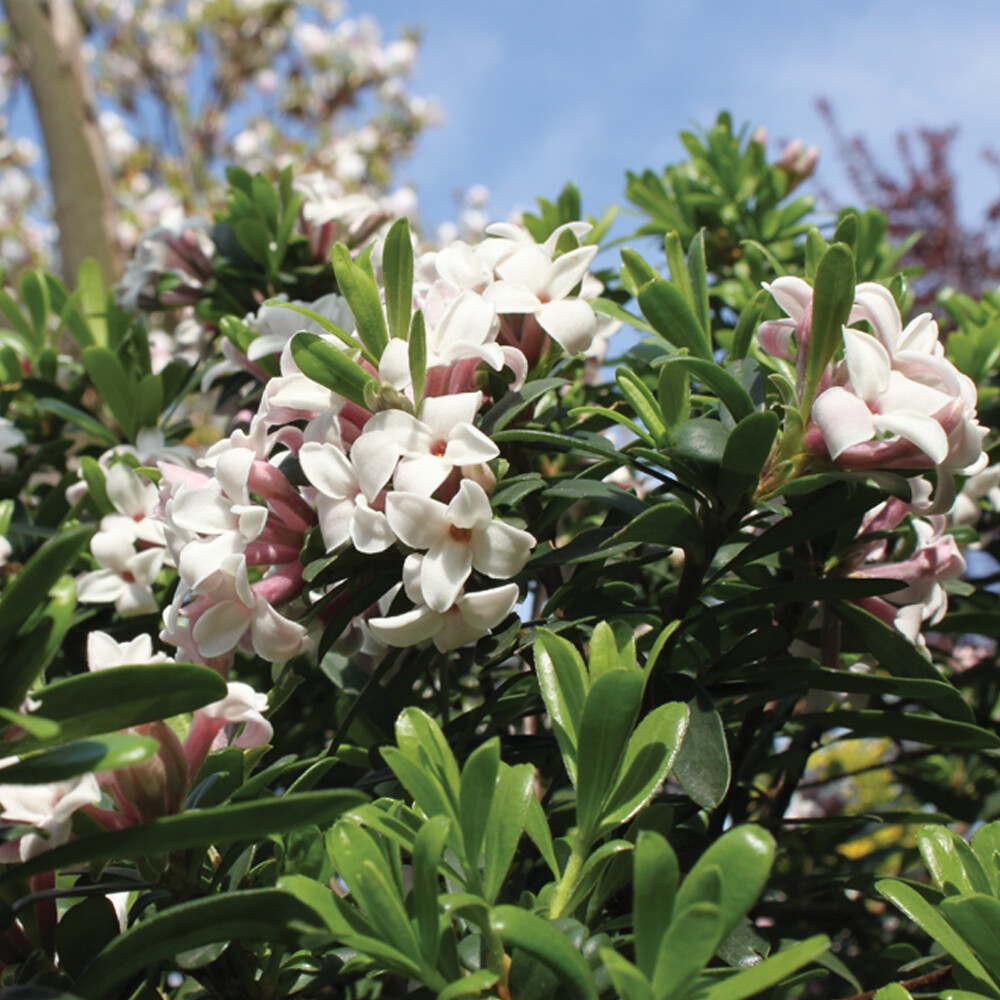 Daphne Hardy Flower Eternal Fragrance Garden Shrub Plant 1, 2 or 3 x ...