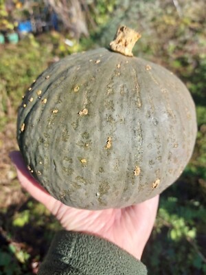 Blue Kuri Pumpkin - Squash - Type Hokkaido - 5+ graines - Graines - C ...