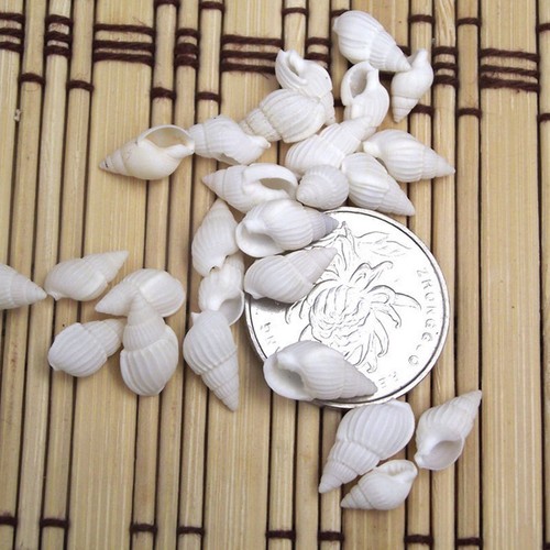 Tiny Conch Shells Seashells 50 pcs Beach Wedding Fish Tank Nautical ...