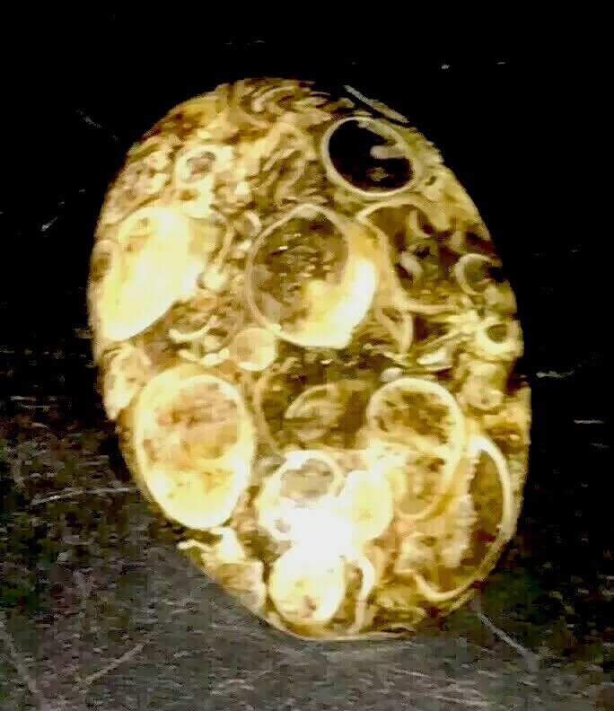 Natural fossilized Shells Agate Turritella loose cabochon Hand Polished ...