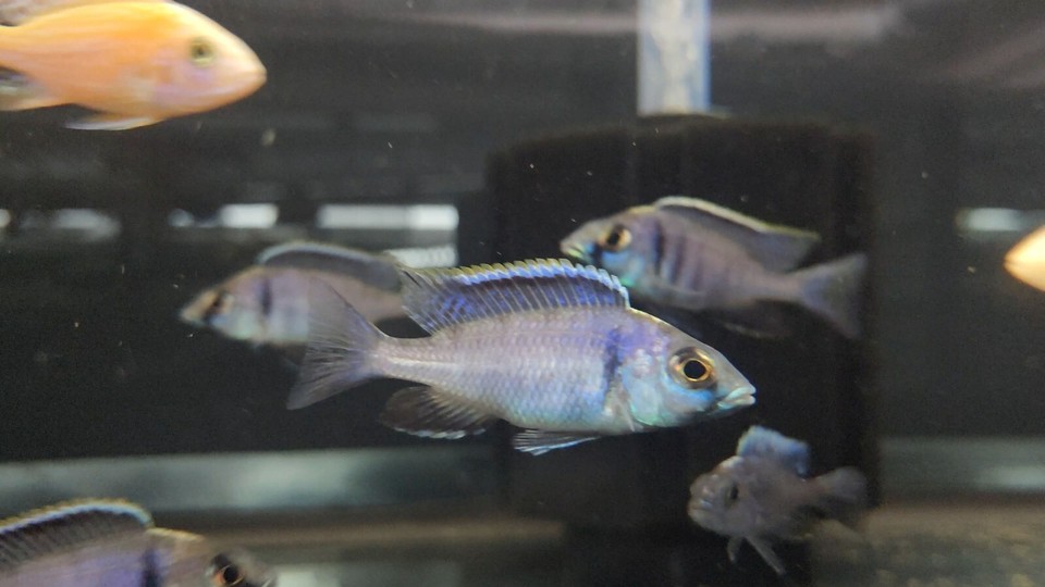 3" Male Deepwater Hap (Placidochromis Electra) Fully Colored African ...
