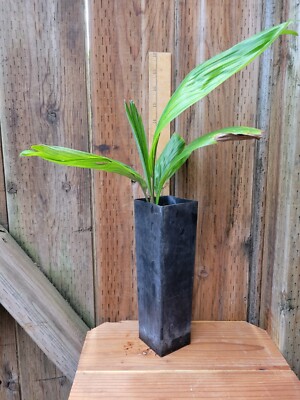 Rare Palm Tree Allagoptera caudescens formally Polyandrococos ...