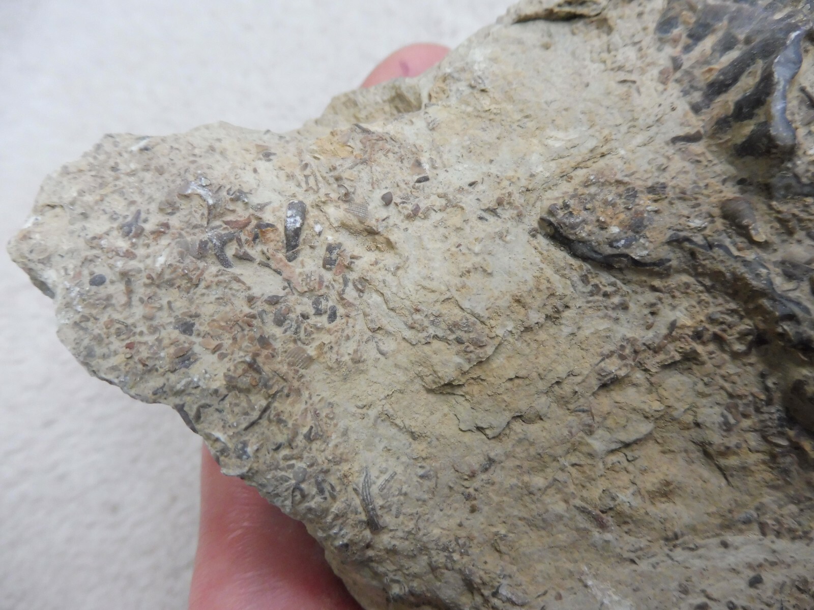 Fossil Chain Coral (Halysites) Wren's Nest (Wenlock Limestone), UK ...