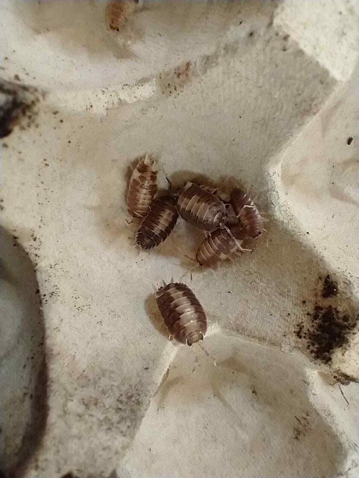 Milk Back Isopod- Porcellio Laevis 12ct+!! | eBay