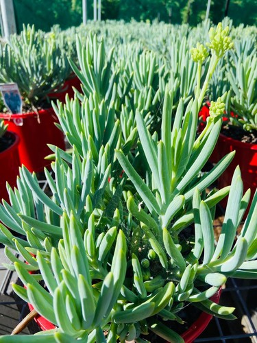 Senecio 'Glacier' -Silver Succulent, Live Plant | eBay