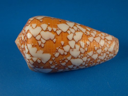 Conus pennaceus marmoricolor, Excellent Pattern, 50.4mm, Maldives Shell ...