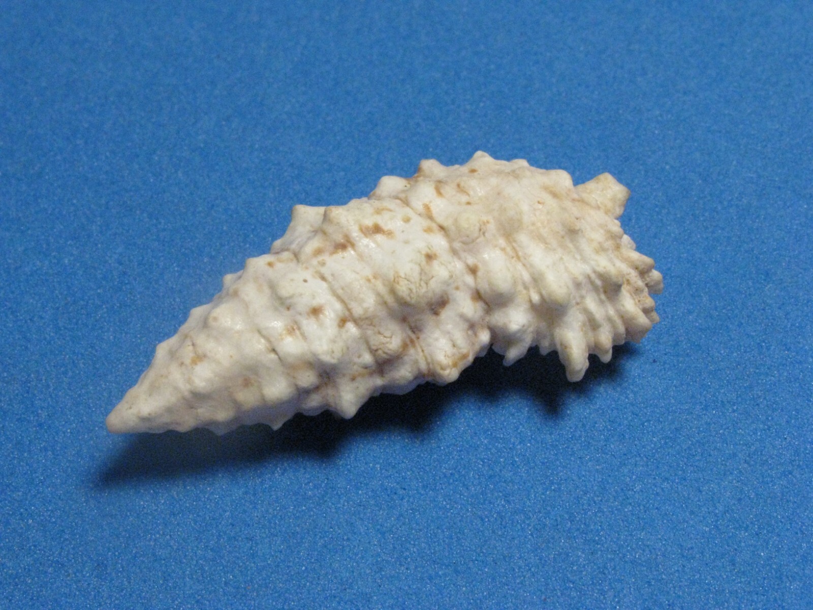 Cerithium echinatum Lamarck, 1822 "HAWAIIAN HORN SHELL" (36.9mm) | eBay