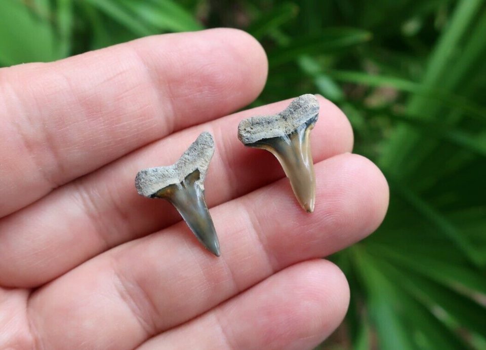 Lemon Shark (Negaprion) Fossil Teeth Bone Valley Florida | eBay