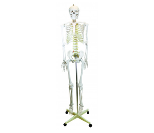 Life Size Skeleton Model on Mobile Stand Educational Medical Training ...