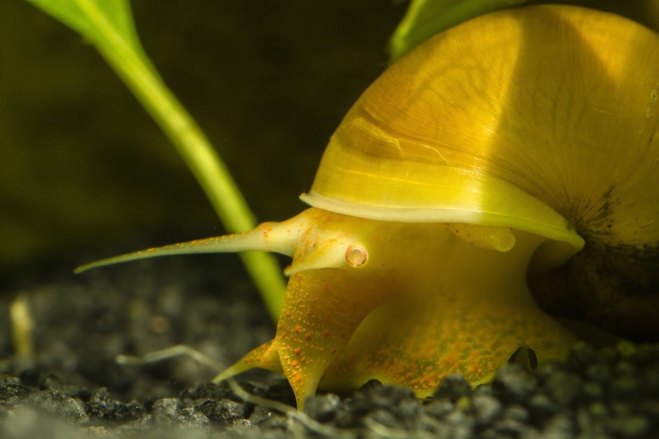ABF AQUATIC SNAIL FOOD MIX WITH CALCIUM,Shrimp,crayfish,Snails,Fish ...