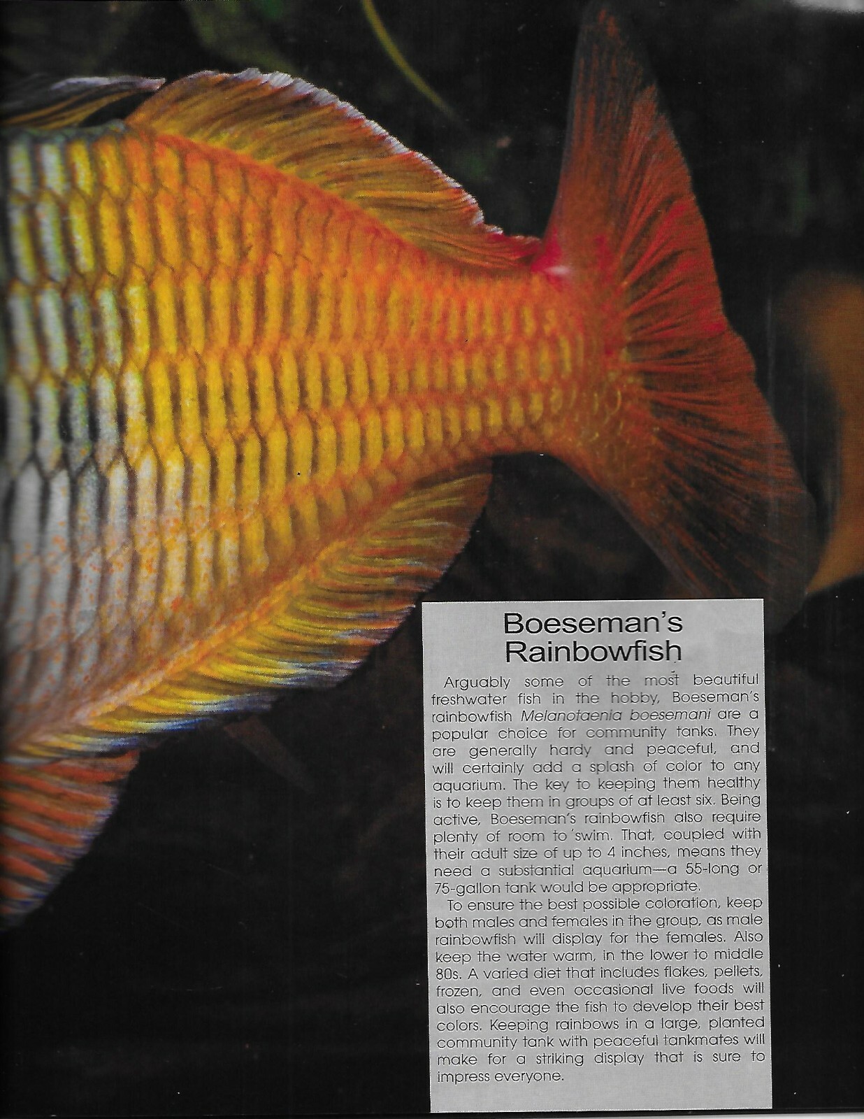 Tropical Fish Magazine World's Most Amazing Tanks Angelfish Gouramis ...