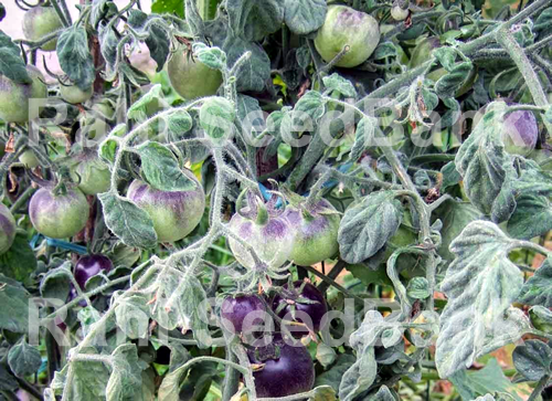 Woolly Kate Yellow Tomato - A Tomato Covered With a Light Peach Fuzz ...