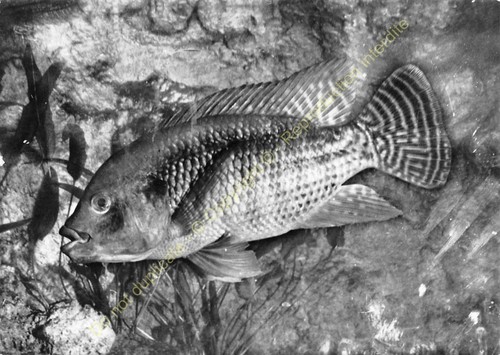 RPPC Photo Poisson Fish Pescado TILAPIA MOSSAMBICA Oreochromis ...