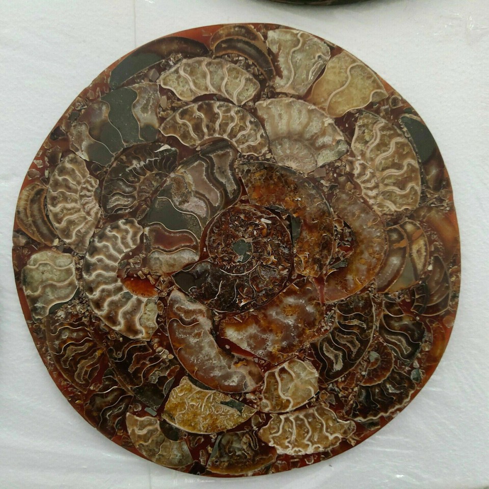 Top!Natural Ammonite Disc quartz crystal Fossil Conch Specimen Healing ...
