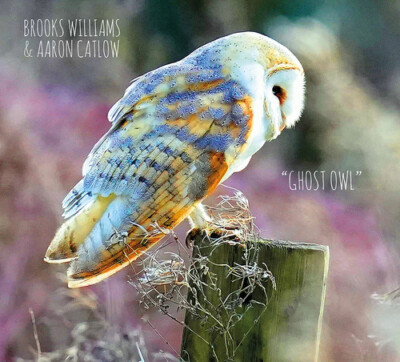 Brooks Williams & Aaron Catlow : Ghost Owl CD (2023) ***NEW*** Amazing ...