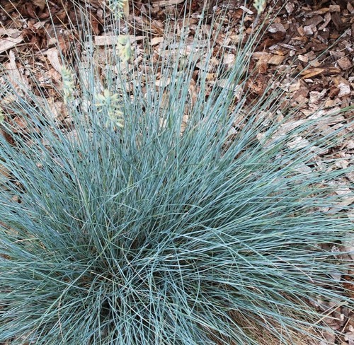 Blue Fescue 'Elijah Blue' Ornamental Grass | eBay