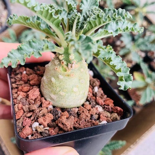 4PCS Rare Plant SucculentLiving Dorstenia lavrani Random seedgrown ...