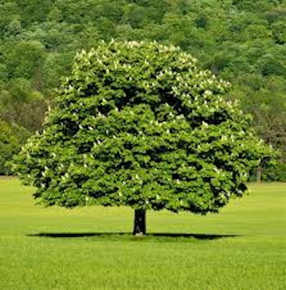 5 Dunstan Chestnut Tree 12-24" Tall Hybrid Tree Bare Root | eBay