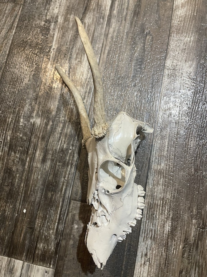 SPIKE SET Whitetail Deer Euro Mount Shed Antlers Horn Elk Mule Chew Toy ...