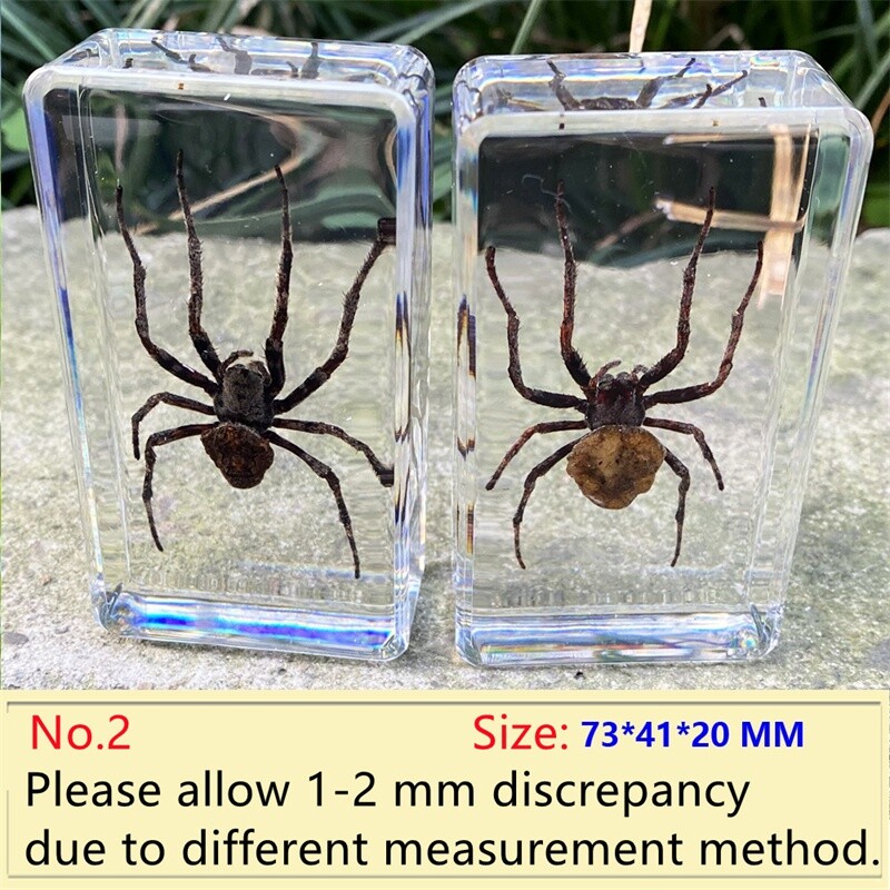 Insect In Resin Specimen Paperweight Tarantula Collection Science ...