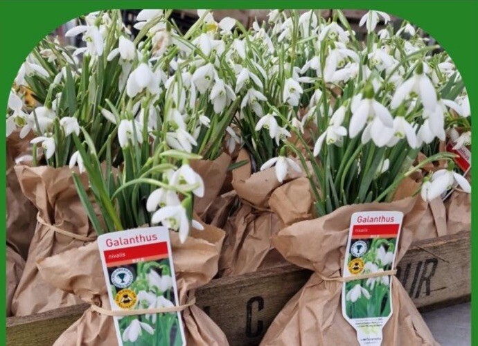 100 English Single Snowdrop Bulb actively Growing will flower this ...