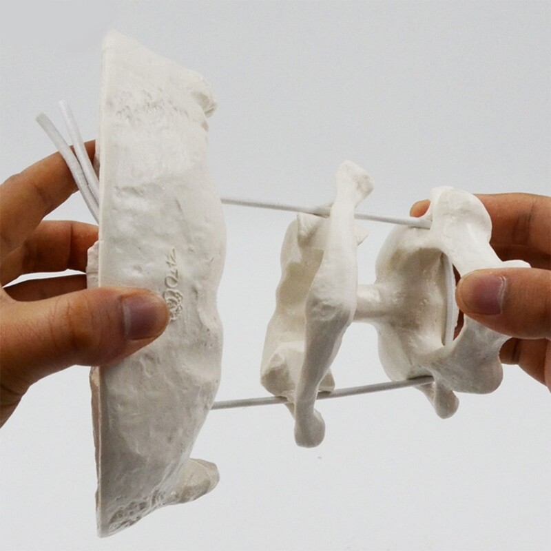 Human Cervical Spine Model PVC Material Axis Training Aid | eBay