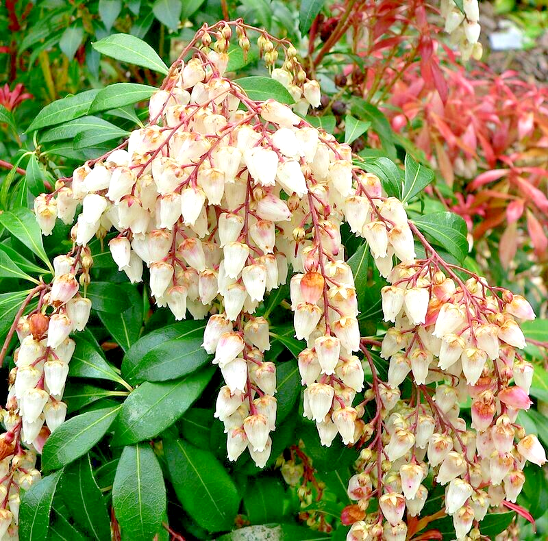 5 fresh unrooted thin cuttings of Pieris Japonica, Japanese Andromeda ...
