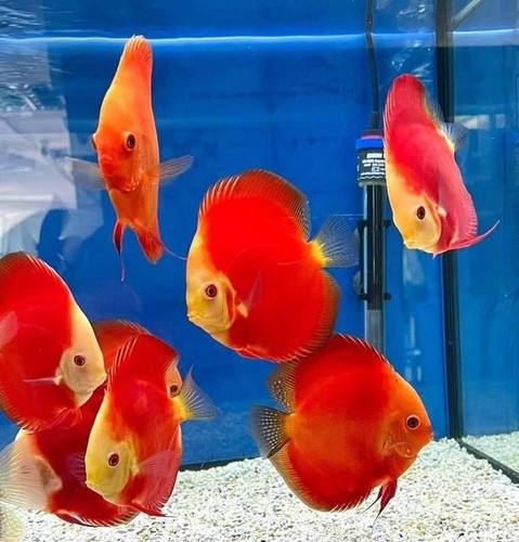 High Quality Red Melon Discus Fish 3.5in - Nice Body Shape- USA BREEDER ...