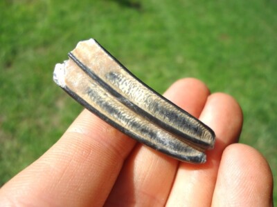 BONE VALLEY THREE TOED HORSE MOLAR TOOTH FLORIDA FOSSILS ICE AGE ...