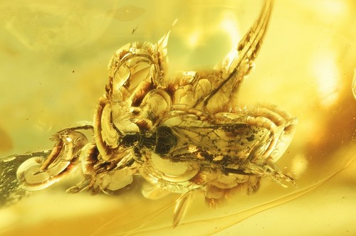 Rare Wasp Hymenoptera Embolemidae Nice Ukrainian Rovno amber stone 22g ...