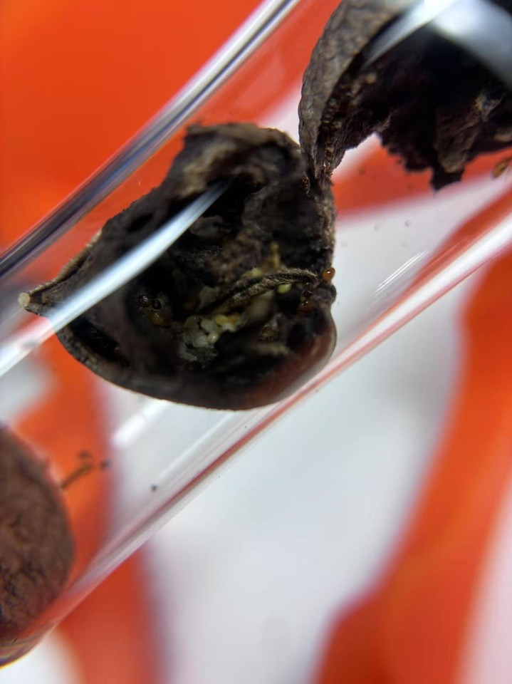 Temnothorax Curvispinosis (Acorn Ant) 2-3Q Colony: *Reptile Feeder* | eBay