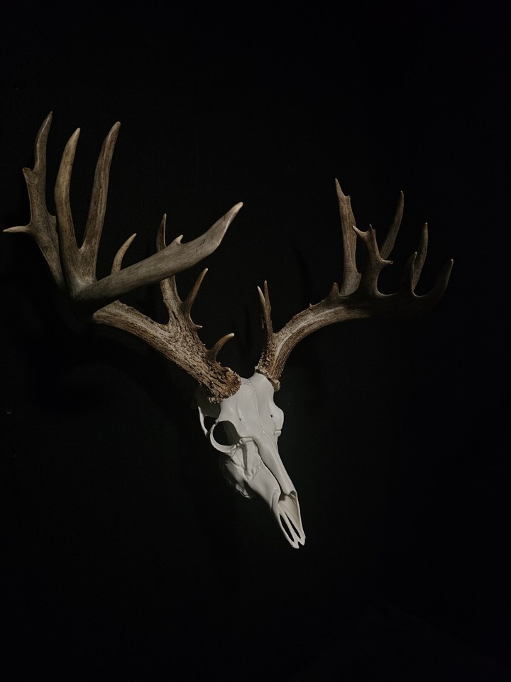 HUGE 180" Whitetail Deer Shed Antlers Skull 23 Point Buck! Wedding ...