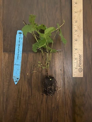 Welder Bronze Muscadine Grape Vitis- 1 Live TC Plant/Plug – 4-8 inches ...