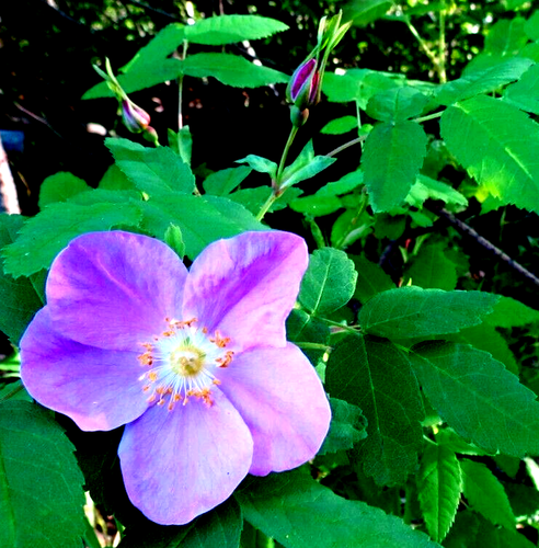 Alaska Wild Rose Flower - Rosa acicularis - 100+ Seeds - Rose Jam ...