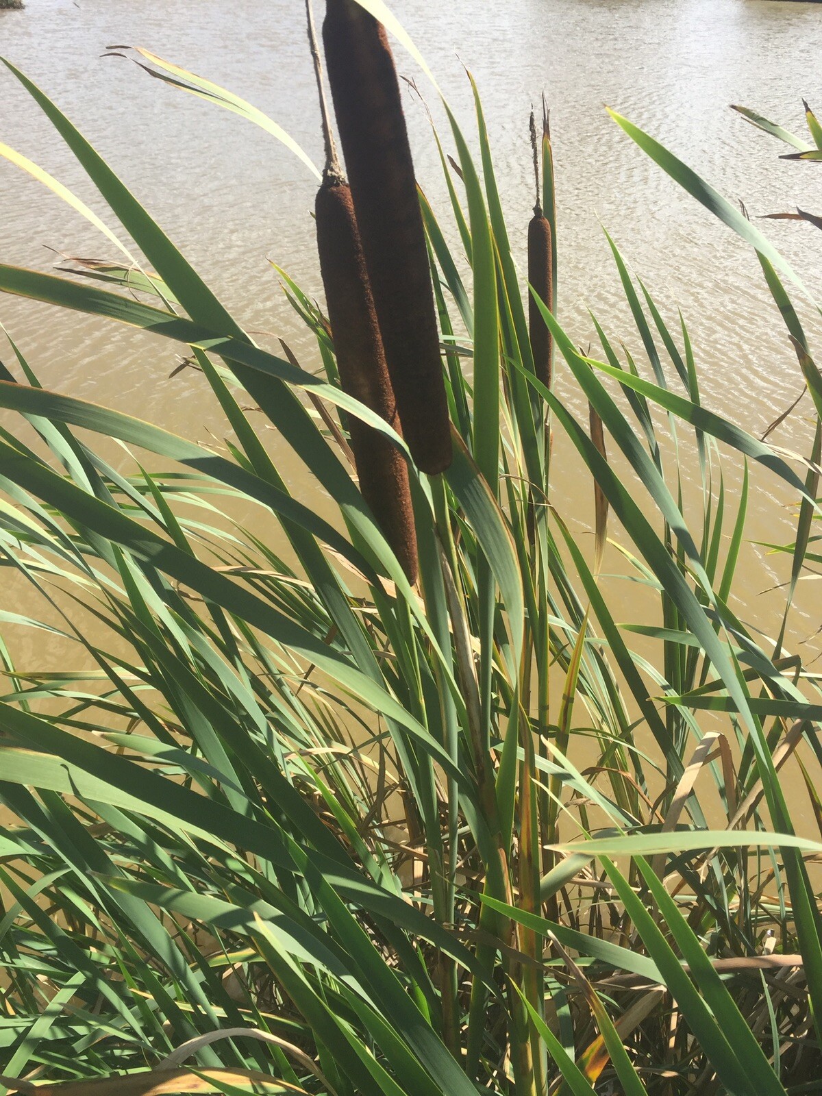 5 x Pond Plants Bull rushes Reed mace Marginal Plants | eBay UK