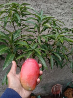 MIYAZAKI MANGO GRAFTED Fruit Tree produces fast fruit - Fast Shipping ...