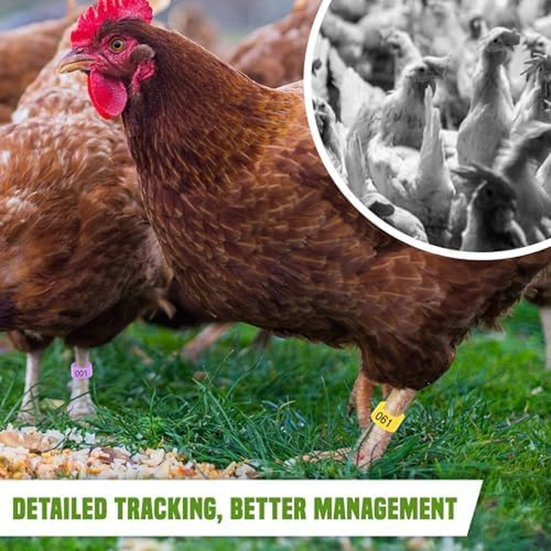 100 Pack Chicken Leg Bands Numbered Chicken Tags for Poultry Chickens ...