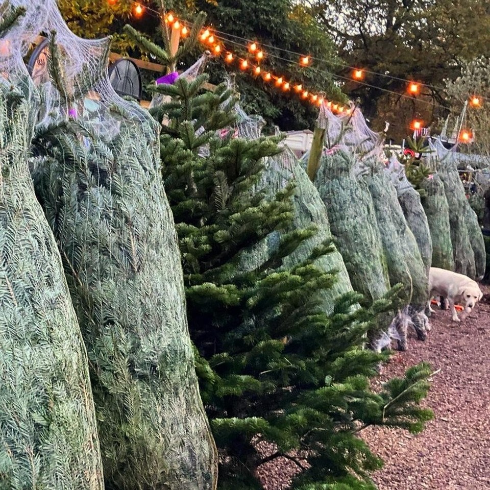 LZ55 Christmas Tree Netting Wrapping, Xmas Tree Mono Net Hank Sleeve ...