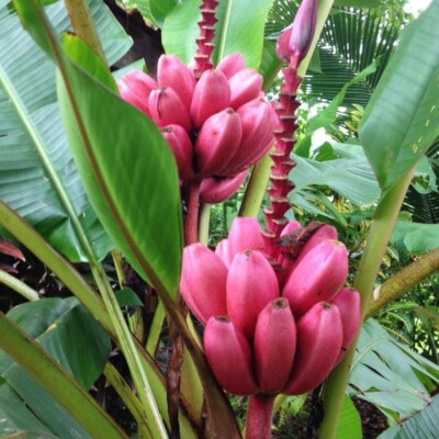 Pink Banana - Musa velutina - Rosa Zwergbanane - 5+ Seeds - Graines ...