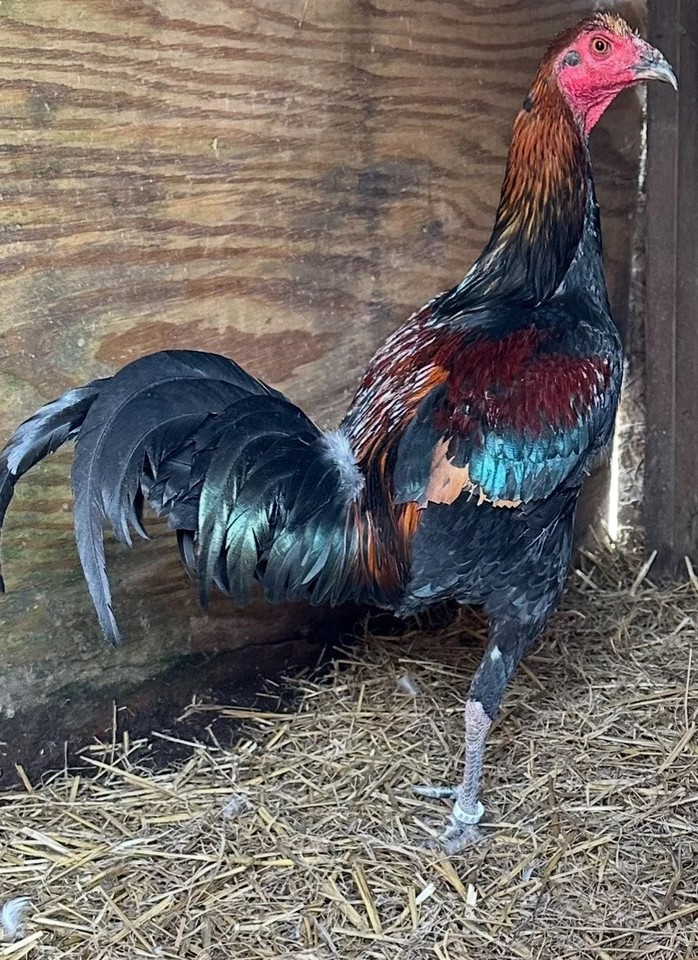 18+ Large Fowl LF Modern Game Hatching Eggs Chicken Brass Back BB Red ...