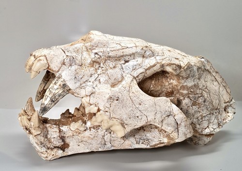 RARE Scimitar Cat Skull Fossil – Saber Tooth Carnivore – Homotherium | eBay