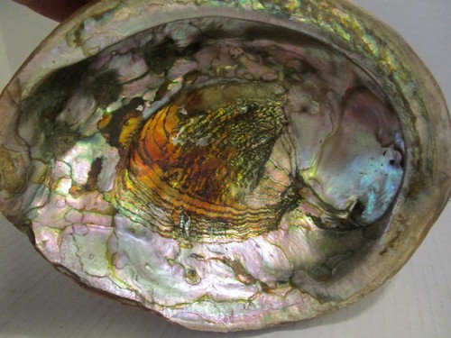 Red Abalone Large 9" Shell Haliotis Rufescens w/ Barnacles & Stone Base ...