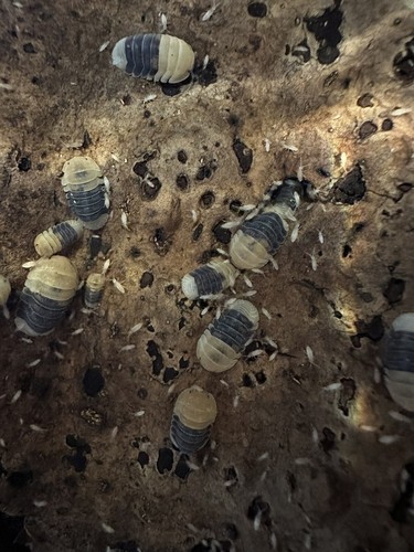 12+ Cubaris Rubber Bee Isopods | eBay