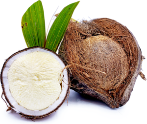 Sprouted Coconut 'Coconut Pearl'- Fresh *FREE UK POSTAGE* From The ...
